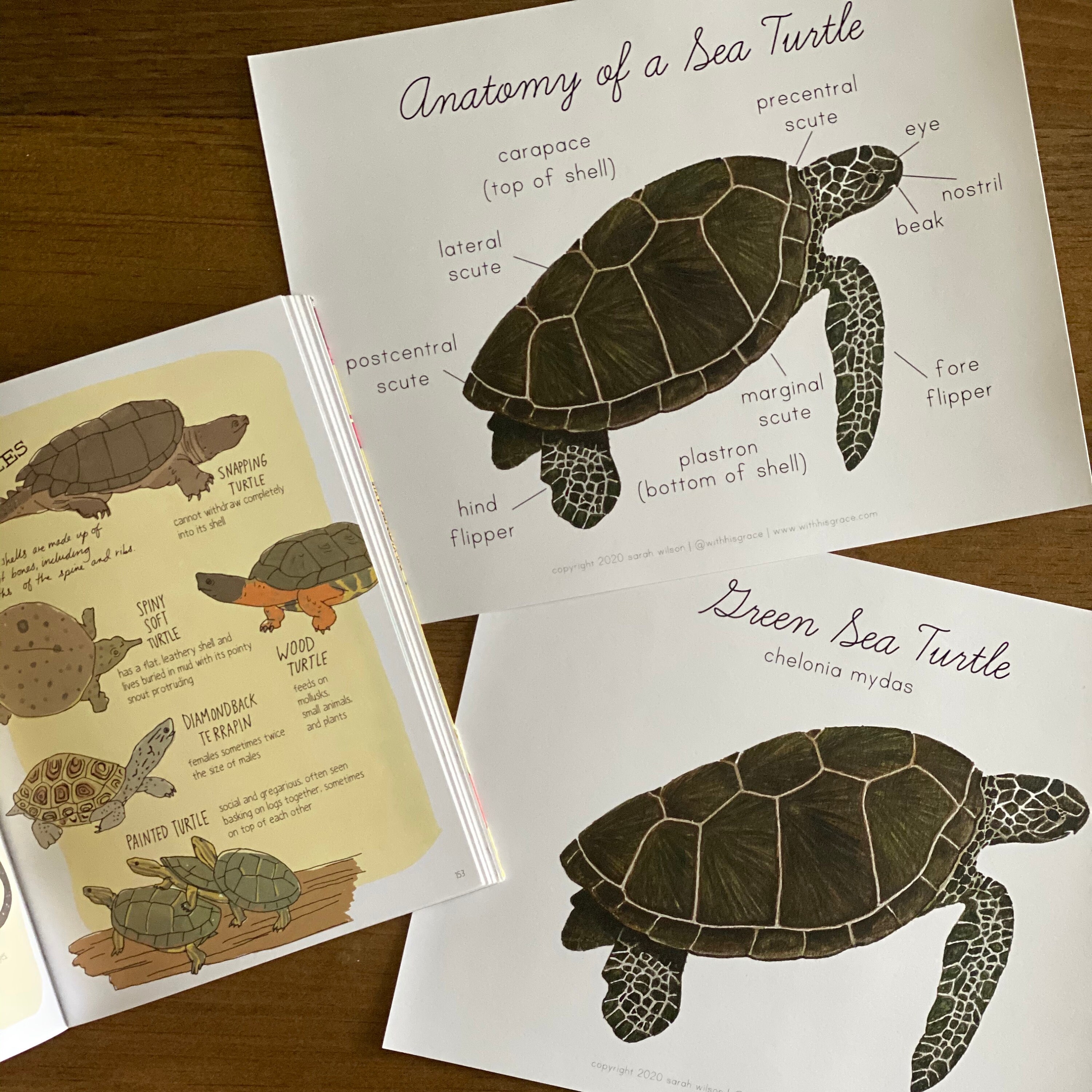 Sea Turtle Shell Anatomy