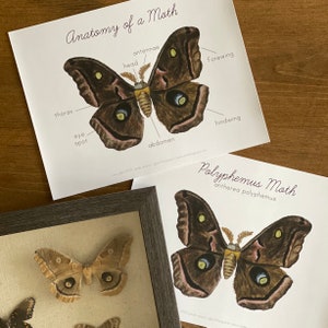 Anatomy of a Moth - Etsy