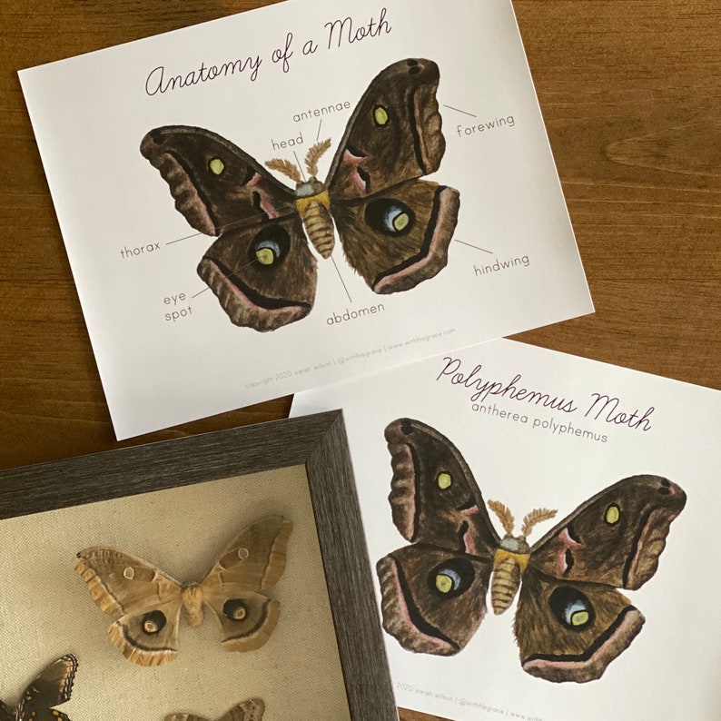 Anatomy of a Moth - Etsy