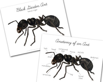 Ant Anatomy Worksheet Parts of an Ant Diagram REAL IMAGE Labeled ...