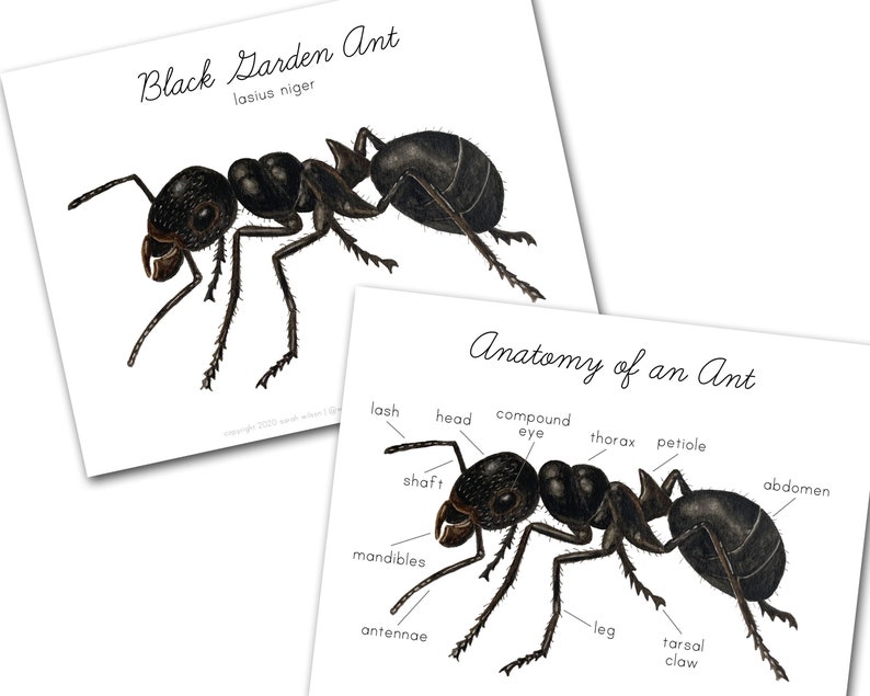 Anatomy of an Ant - Etsy