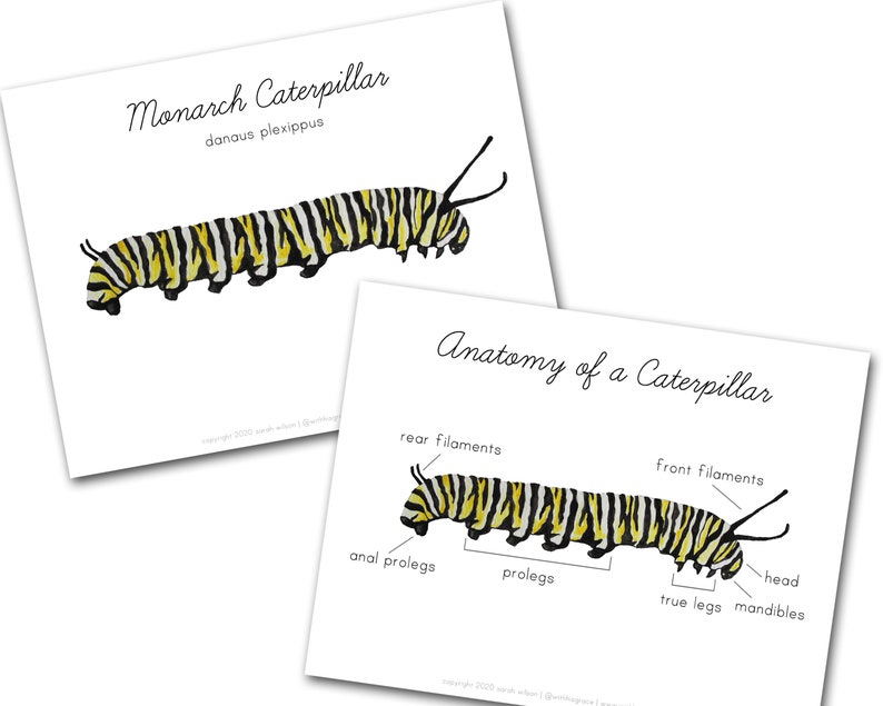 Anatomy of a Caterpillar - Etsy