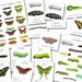 Caterpillar Nature Guide - Etsy