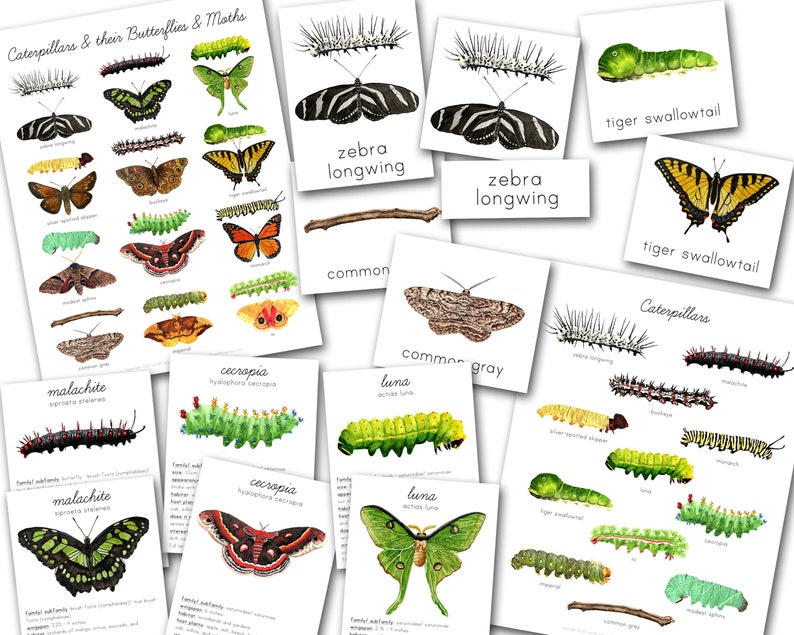 Caterpillar Nature Guide - Etsy