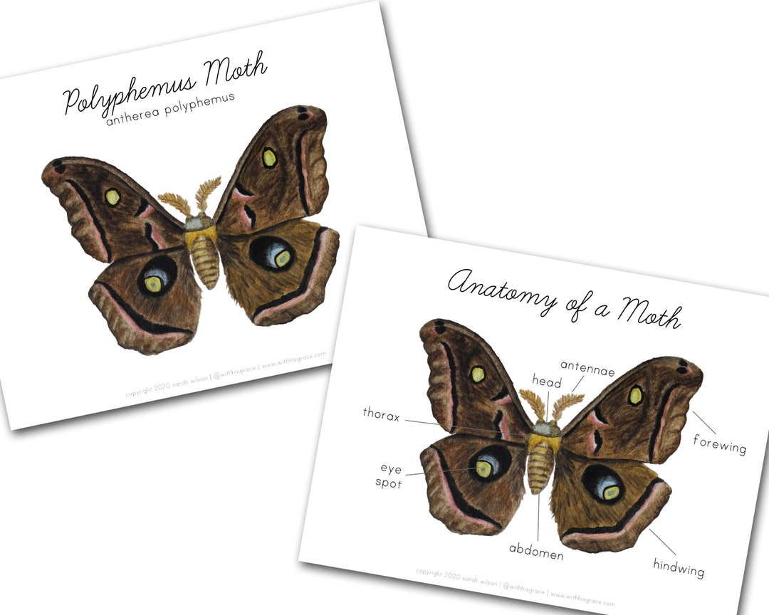 Anatomy of a Moth - Etsy