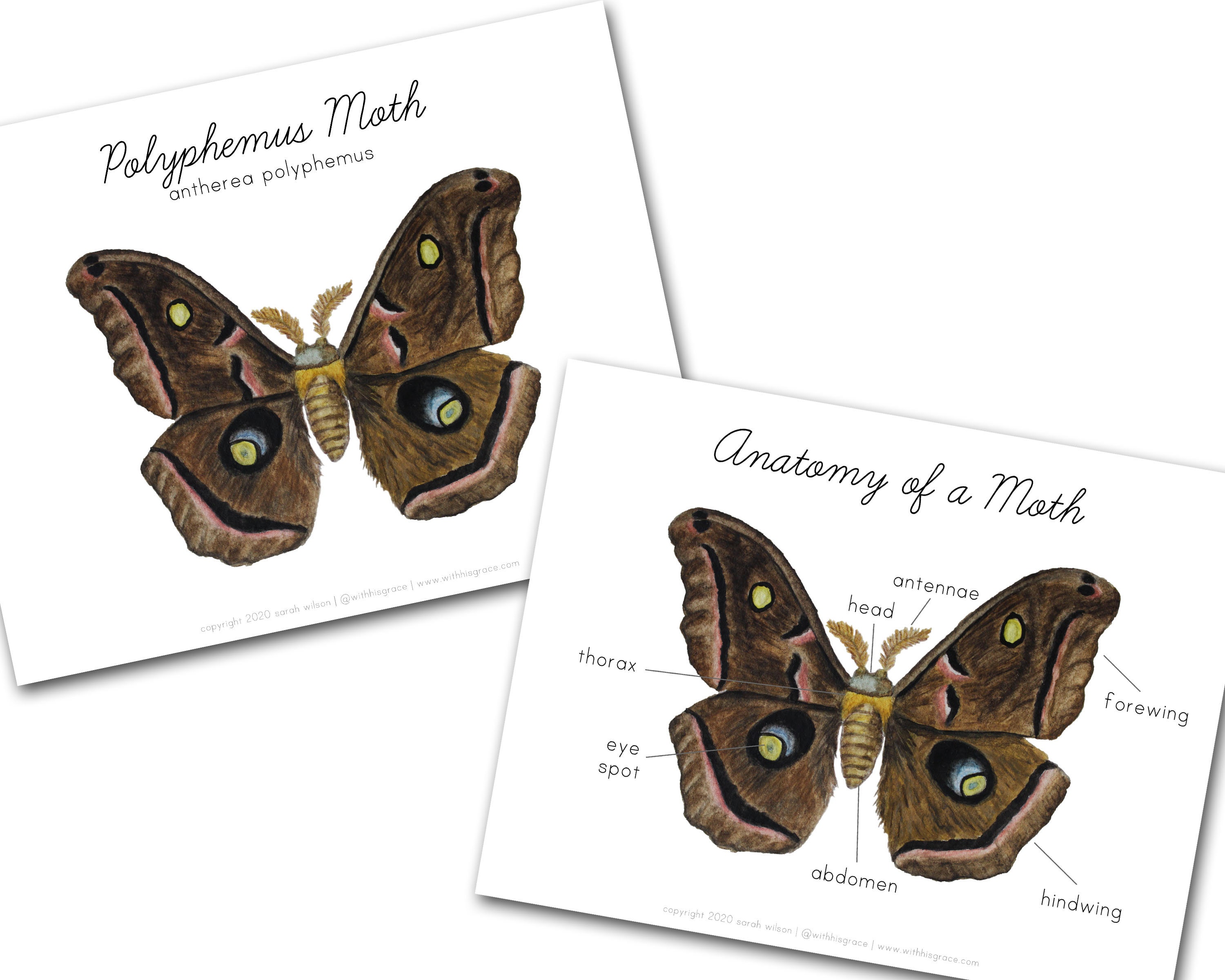 Anatomy of a Moth - Etsy