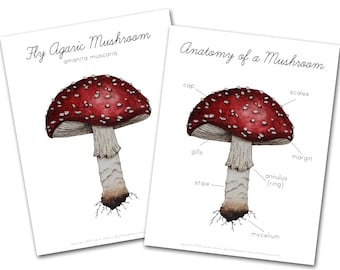 Mushroom Anatomy Poster and Activity Parts of a Mushroom - Etsy