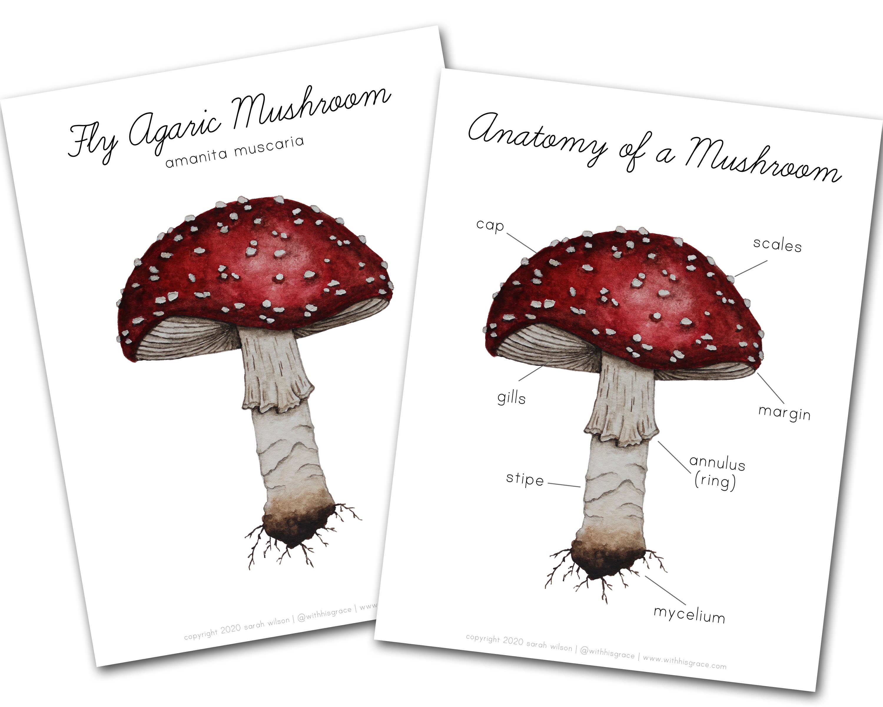 Anatomy of a Mushroom - Etsy