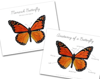 Anatomy of a Butterfly Monarch Butterfly Study Printable Nature Science ...