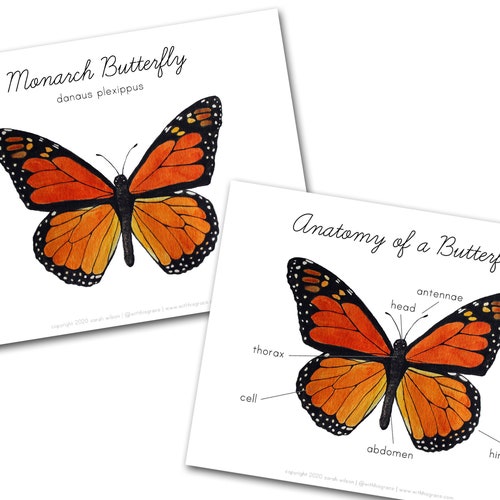 Anatomy of a Butterfly - Etsy