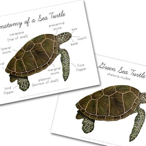 Anatomy of a Sea Turtle - Etsy