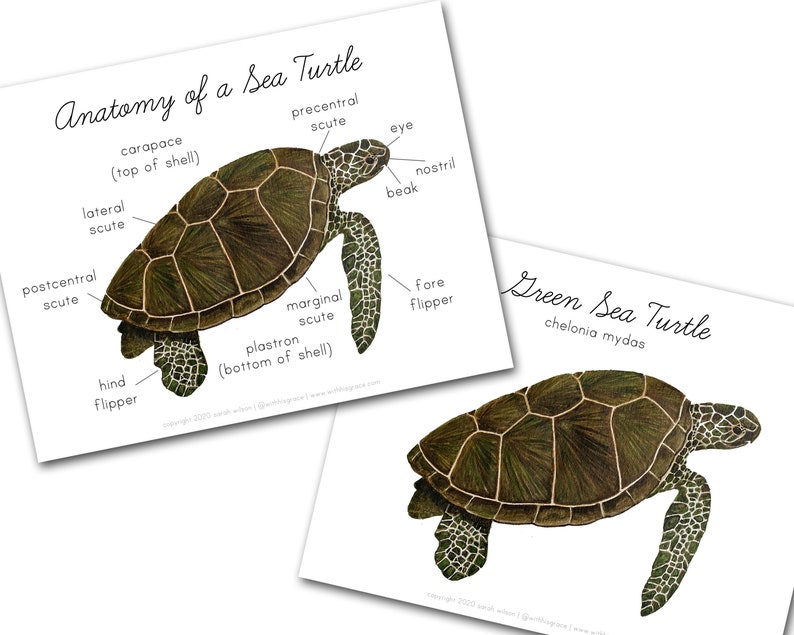 Anatomy of a Sea Turtle - Etsy
