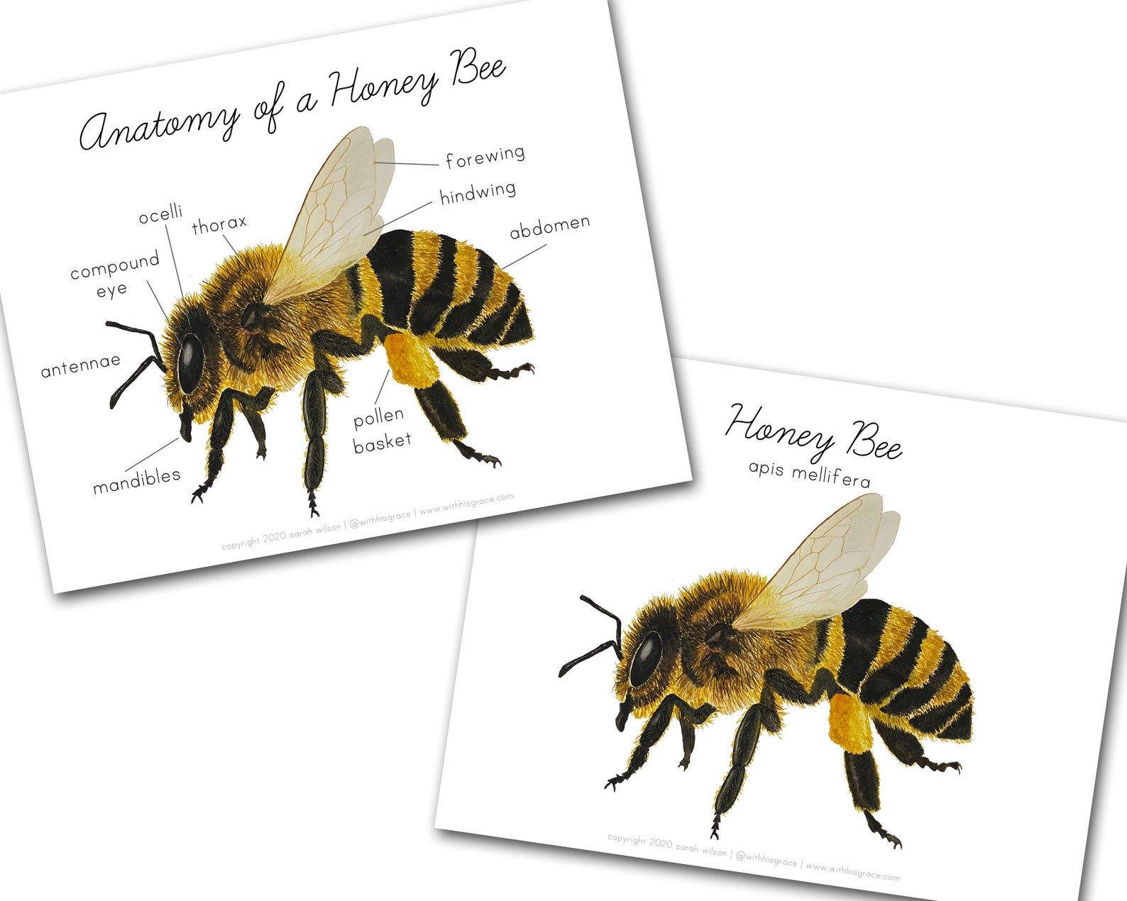 Anatomy of a Honey Bee - Etsy