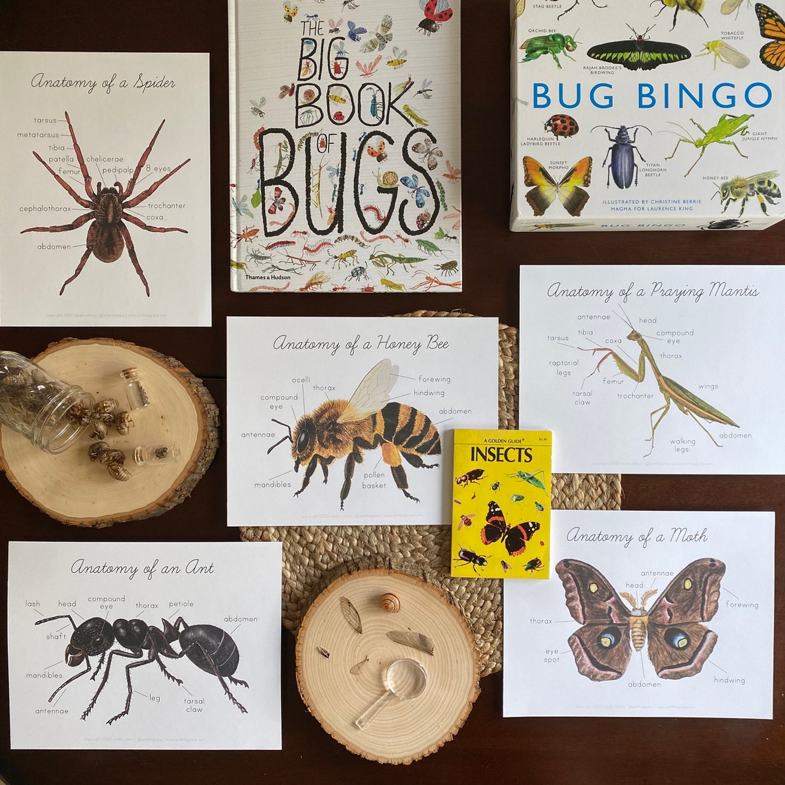 Minibeasts Anatomy Set - Etsy