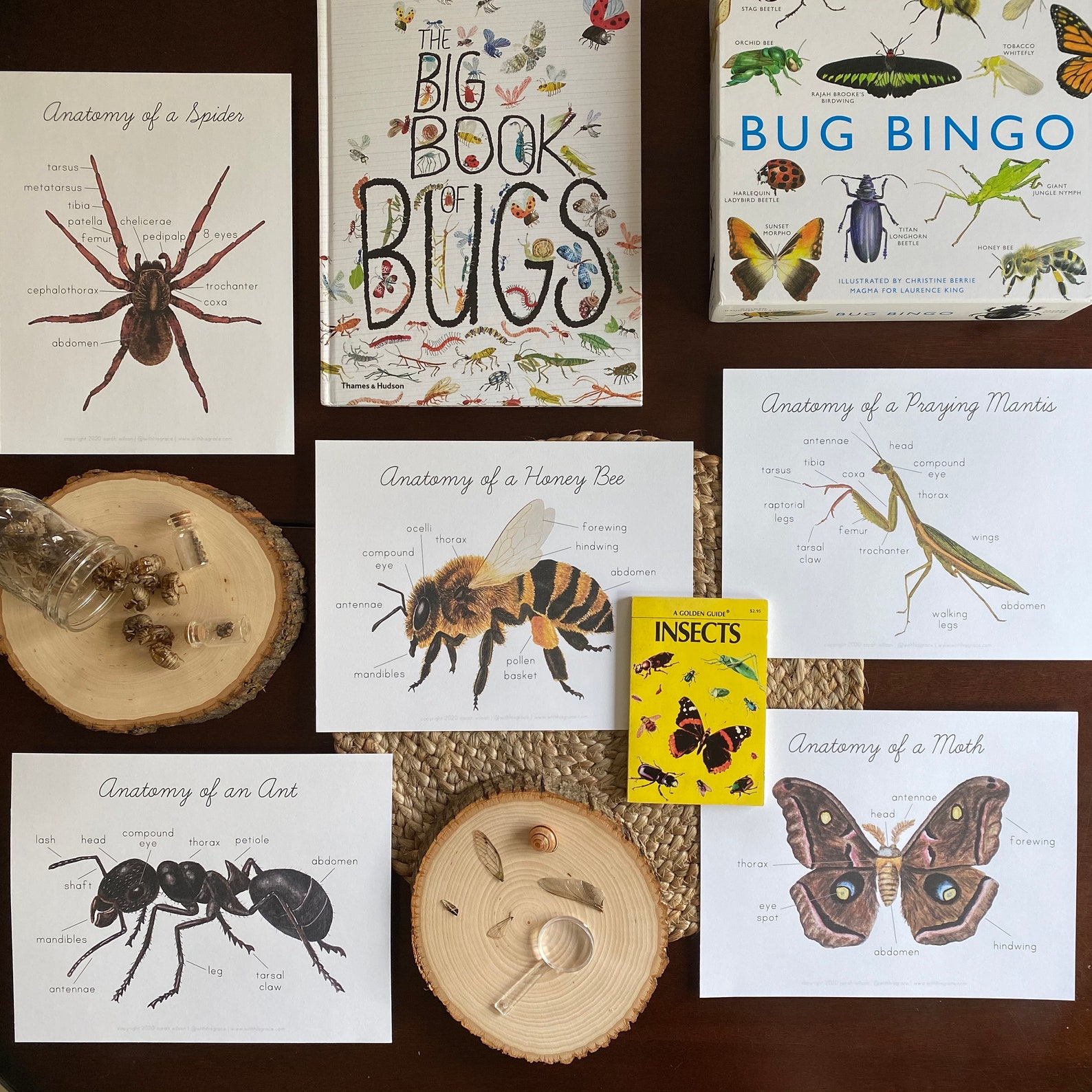 Minibeasts Anatomy Set - Etsy