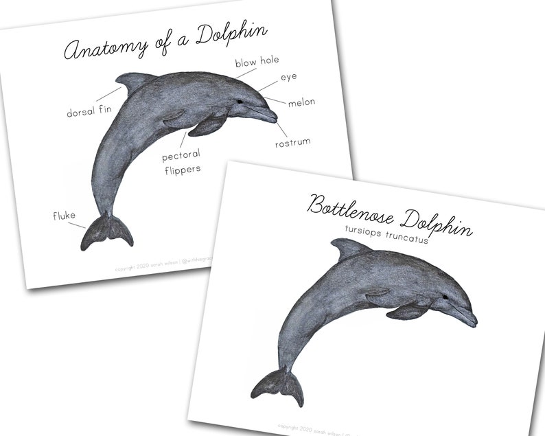 Anatomy of a Dolphin - Etsy