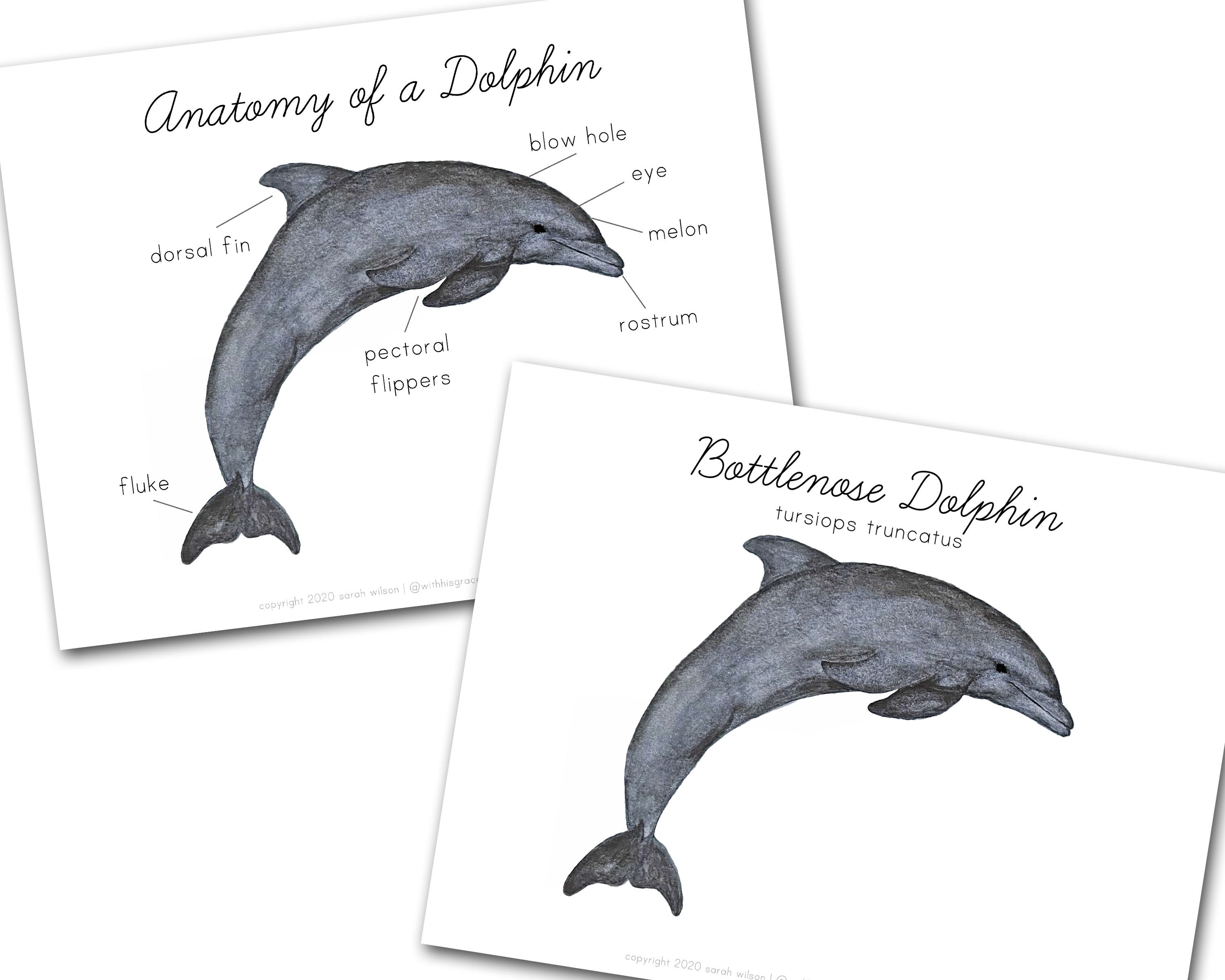 Anatomy of a Dolphin - Etsy