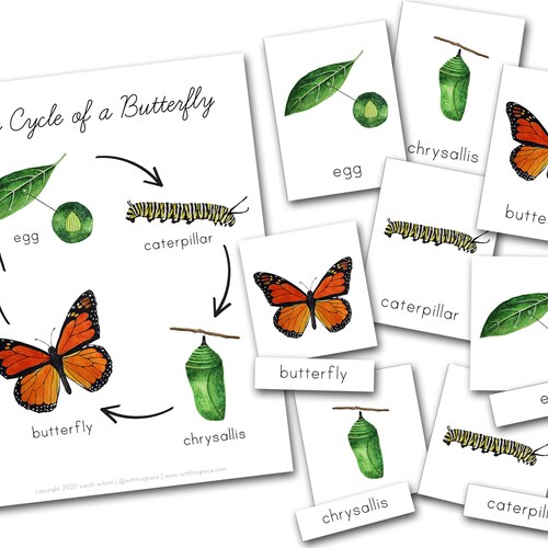 Butterfly Life Cycle & 3 Part Cards - Etsy