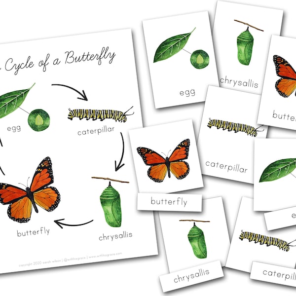 Butterfly Life Cycle - Etsy