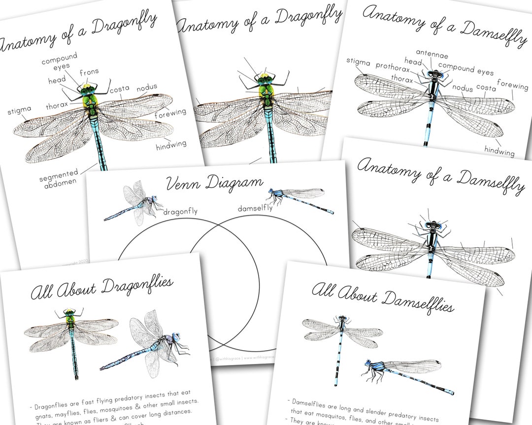 Dragonfly Damselfly Study - Etsy