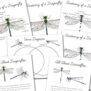 Dragonfly Damselfly Study - Etsy