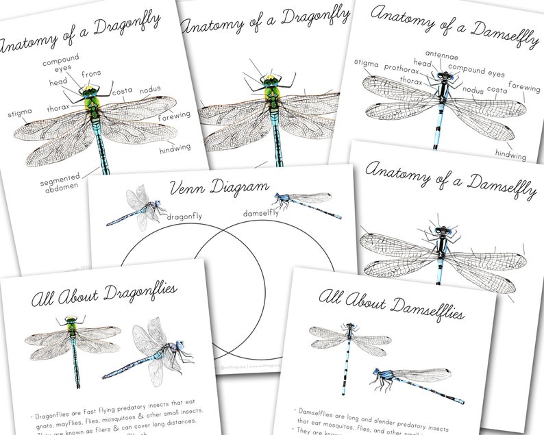 Dragonfly Damselfly Study - Etsy