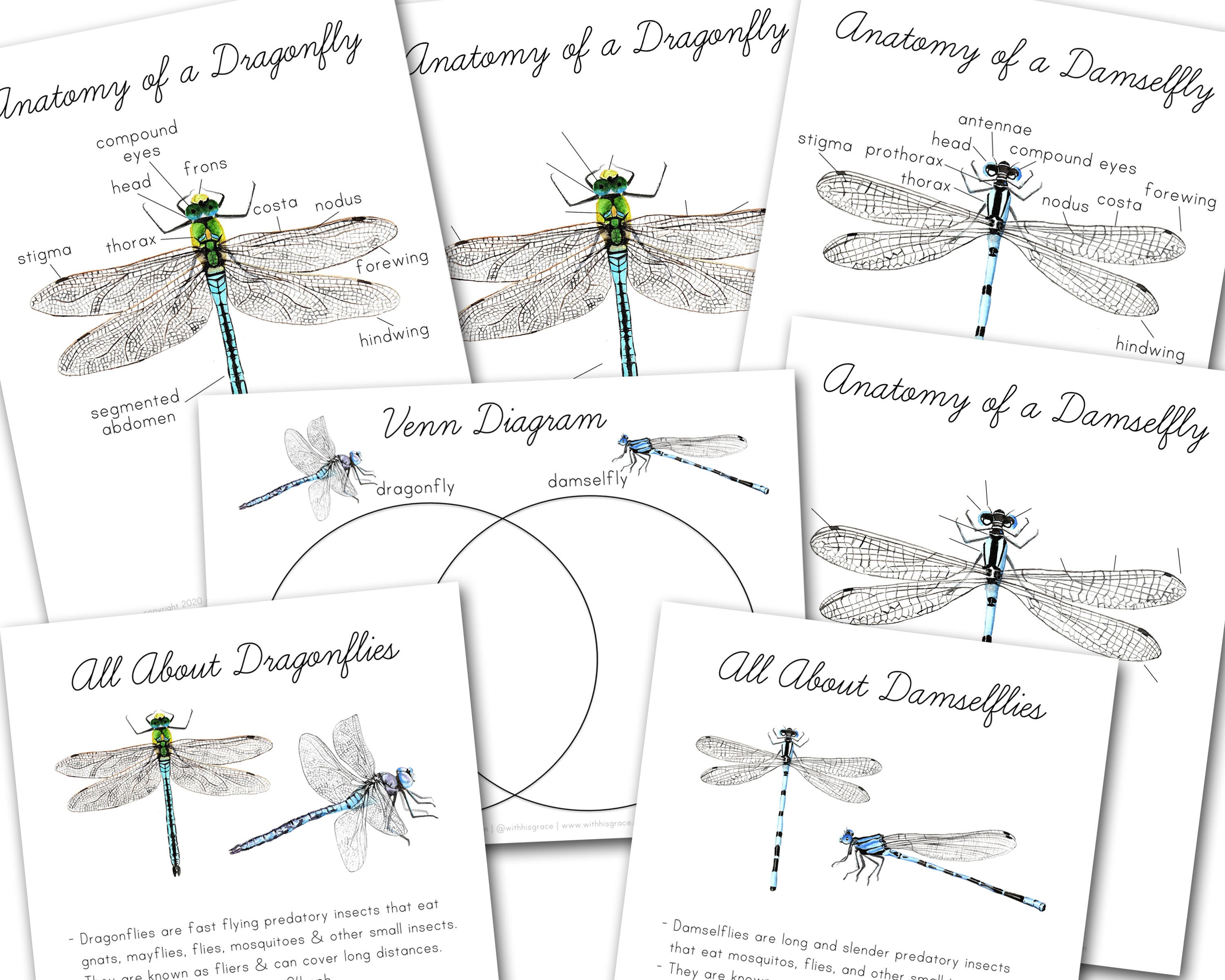 Dragonfly Damselfly Study - Etsy