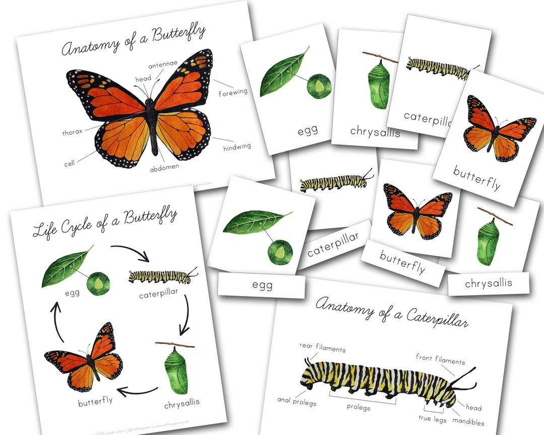 Butterfly Bundle - Etsy