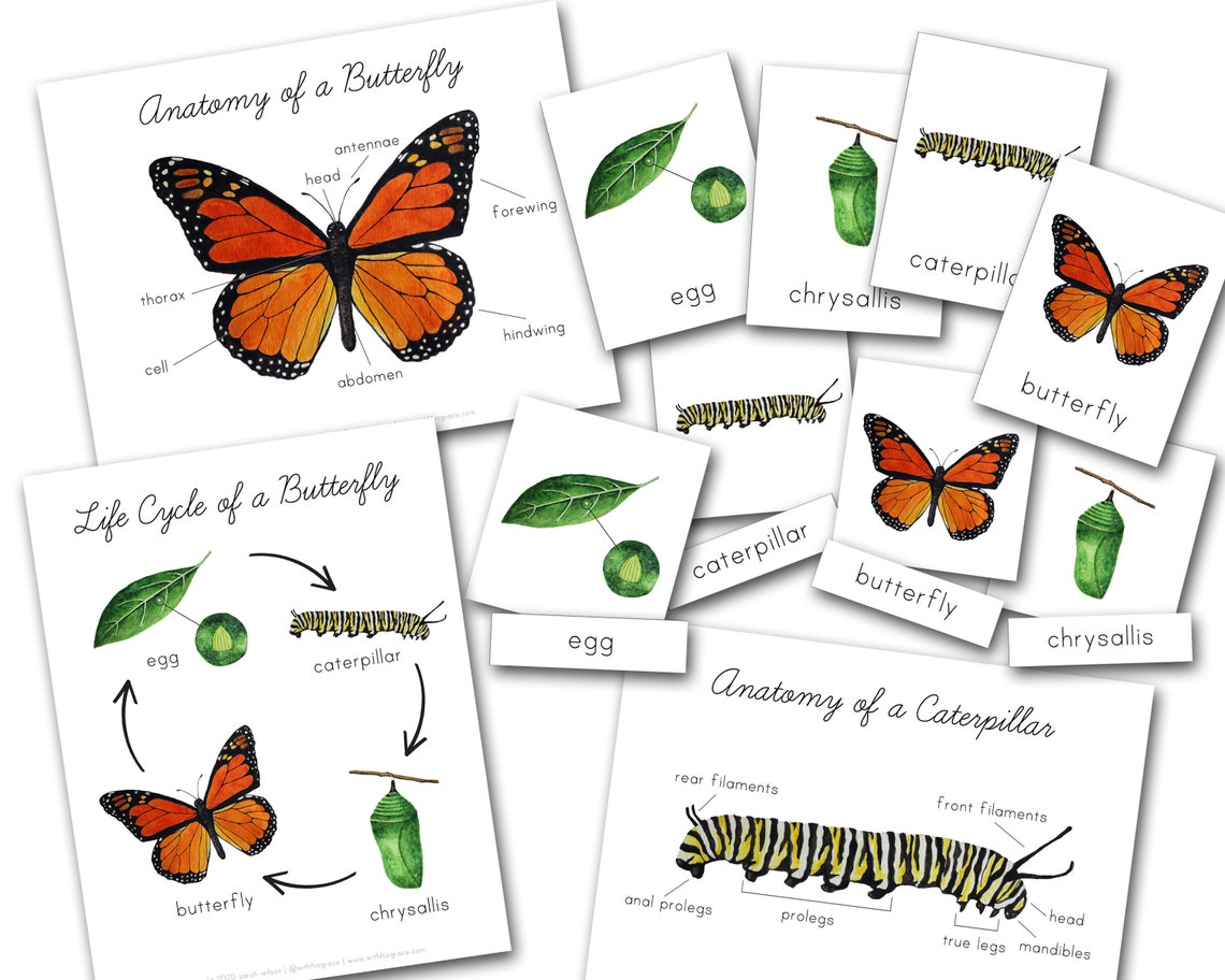 Butterfly Bundle - Etsy