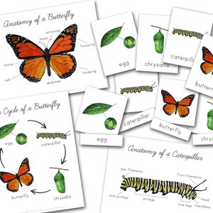 Butterfly Bundle - Etsy