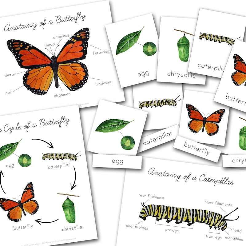 Butterfly Anatomy - Etsy