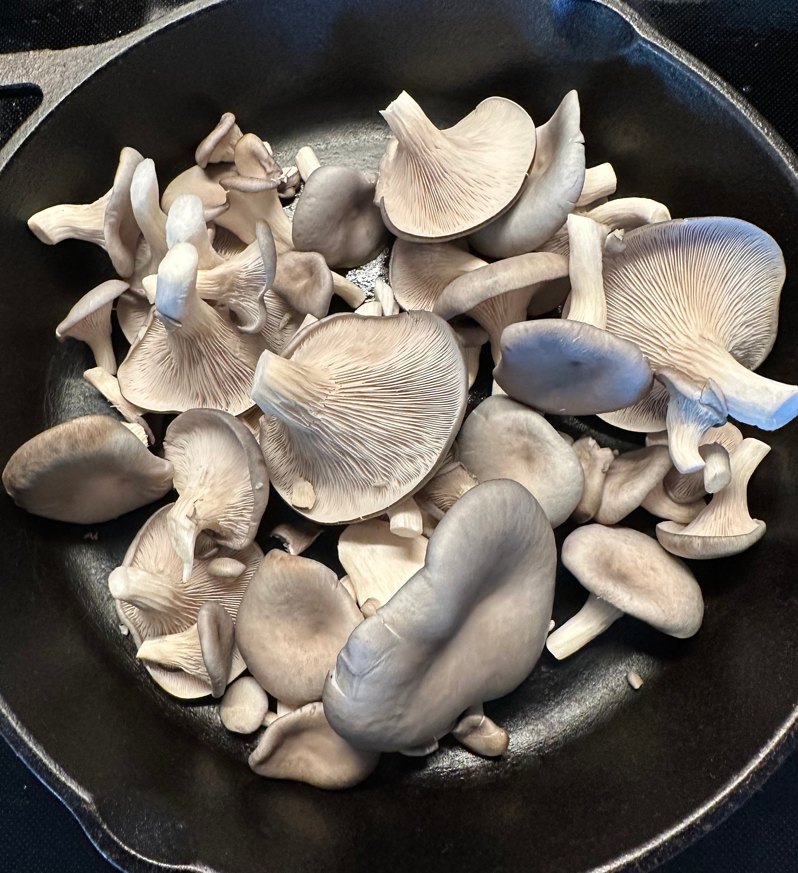 Grey Oyster Plug Spawn 100x - FREE USA Shipping - Etsy
