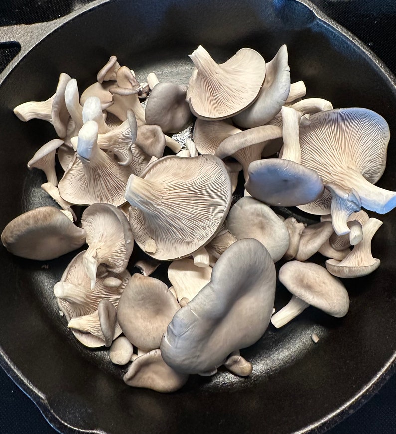 Grey Oyster Plug Spawn 100x - FREE USA Shipping - Etsy