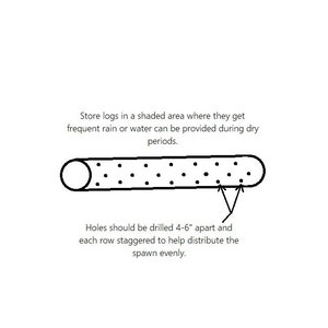 Shiitake Mushroom Plug Spawn 500x - FREE USA Shipping - Etsy