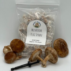 Shiitake Mushroom Plug Spawn 100x - FREE USA Shipping - Etsy