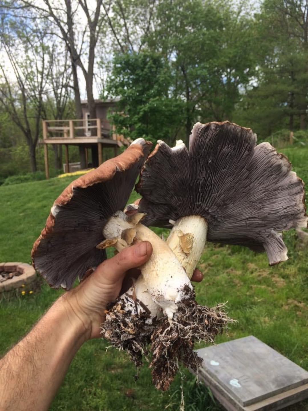 Garden Giant (king Stropharia/wine Cap) Mushroom Grain Spawn **2 Pack ...