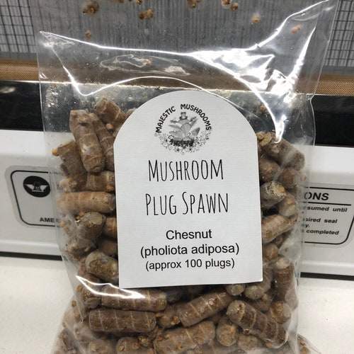 Shiitake Mushroom Plug Spawn 100x FREE USA Shipping - Etsy