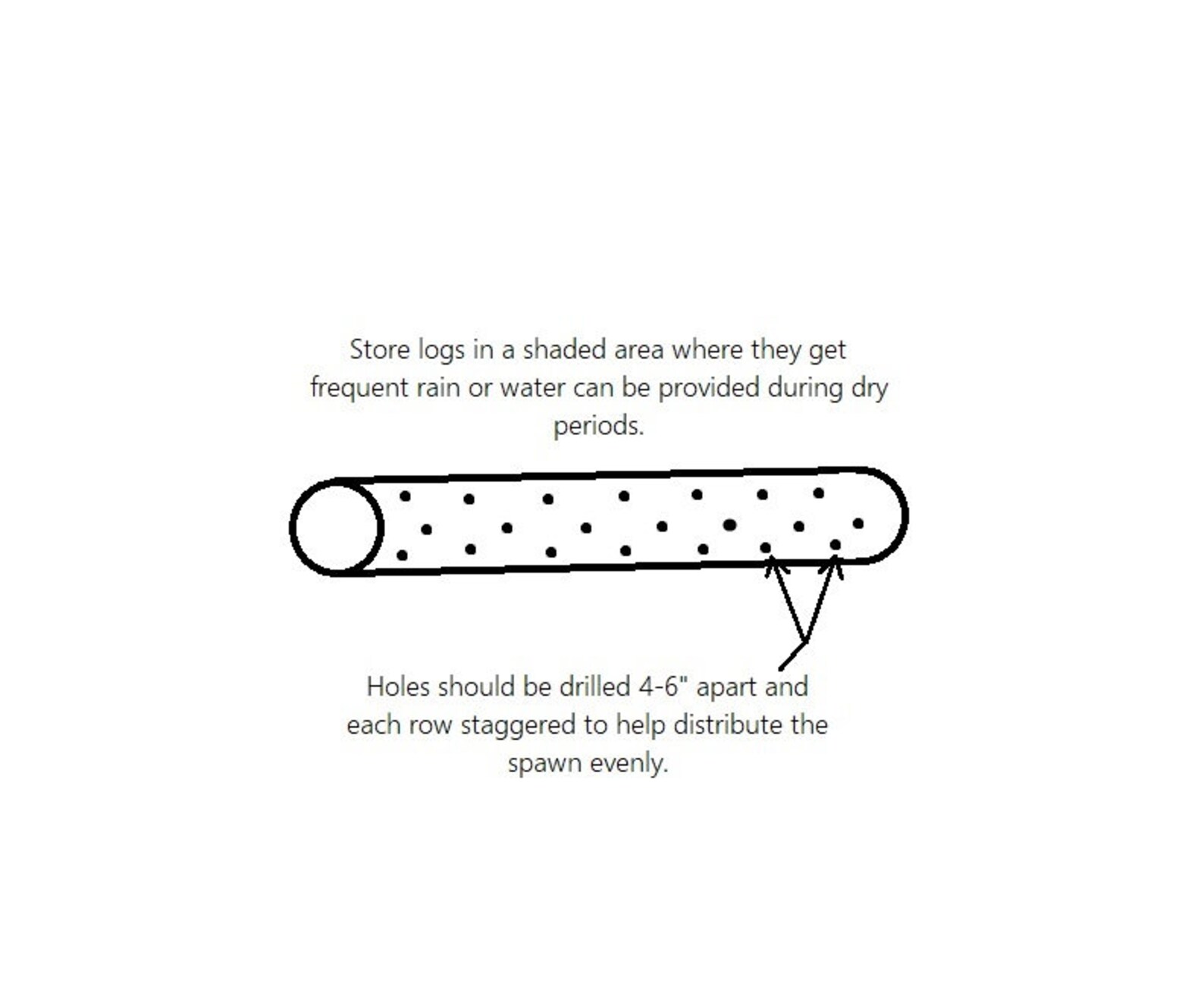 Shiitake Mushroom Plug Spawn 100x FREE USA Shipping - Etsy