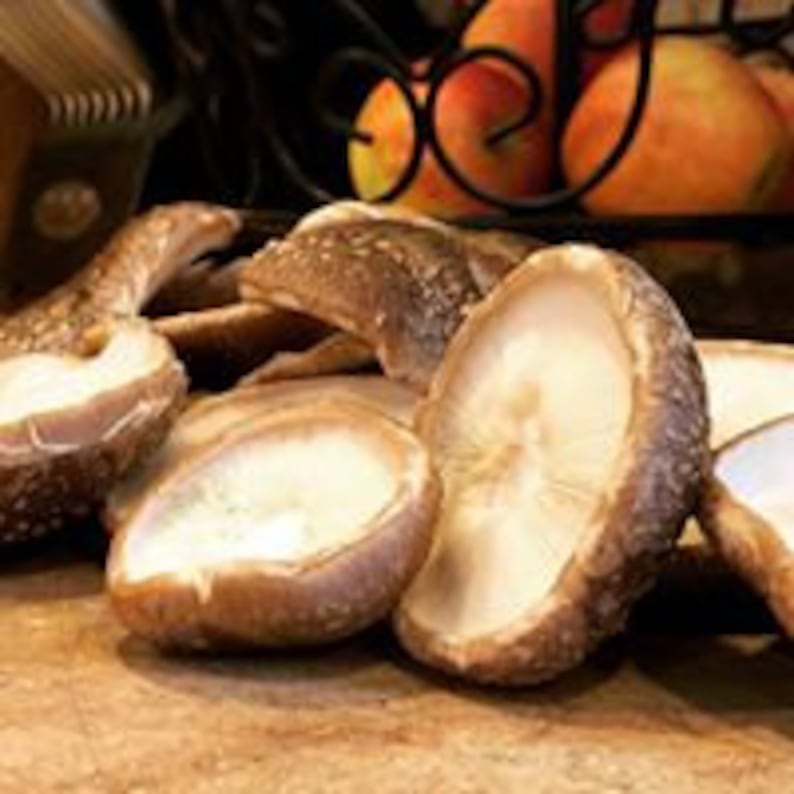 Shiitake Mushroom Plug Spawn 100x FREE USA Shipping - Etsy