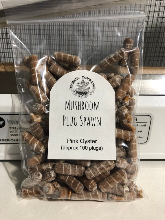 Pink Oyster Mushroom Plug Spawn 100x FREE USA Shipping - Etsy