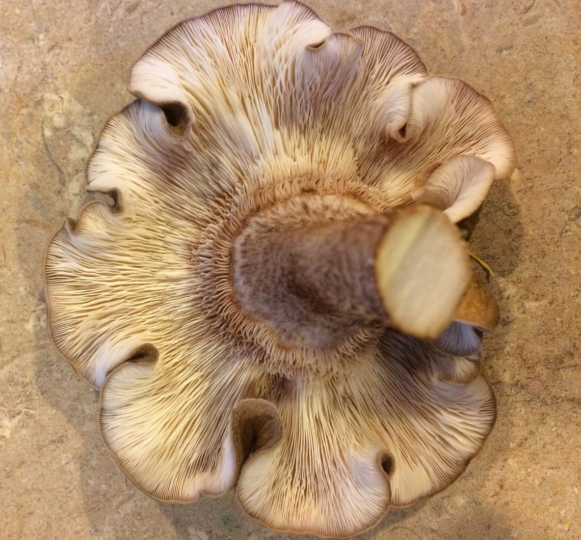 Shiitake Mushroom Plug Spawn 100x FREE USA Shipping - Etsy
