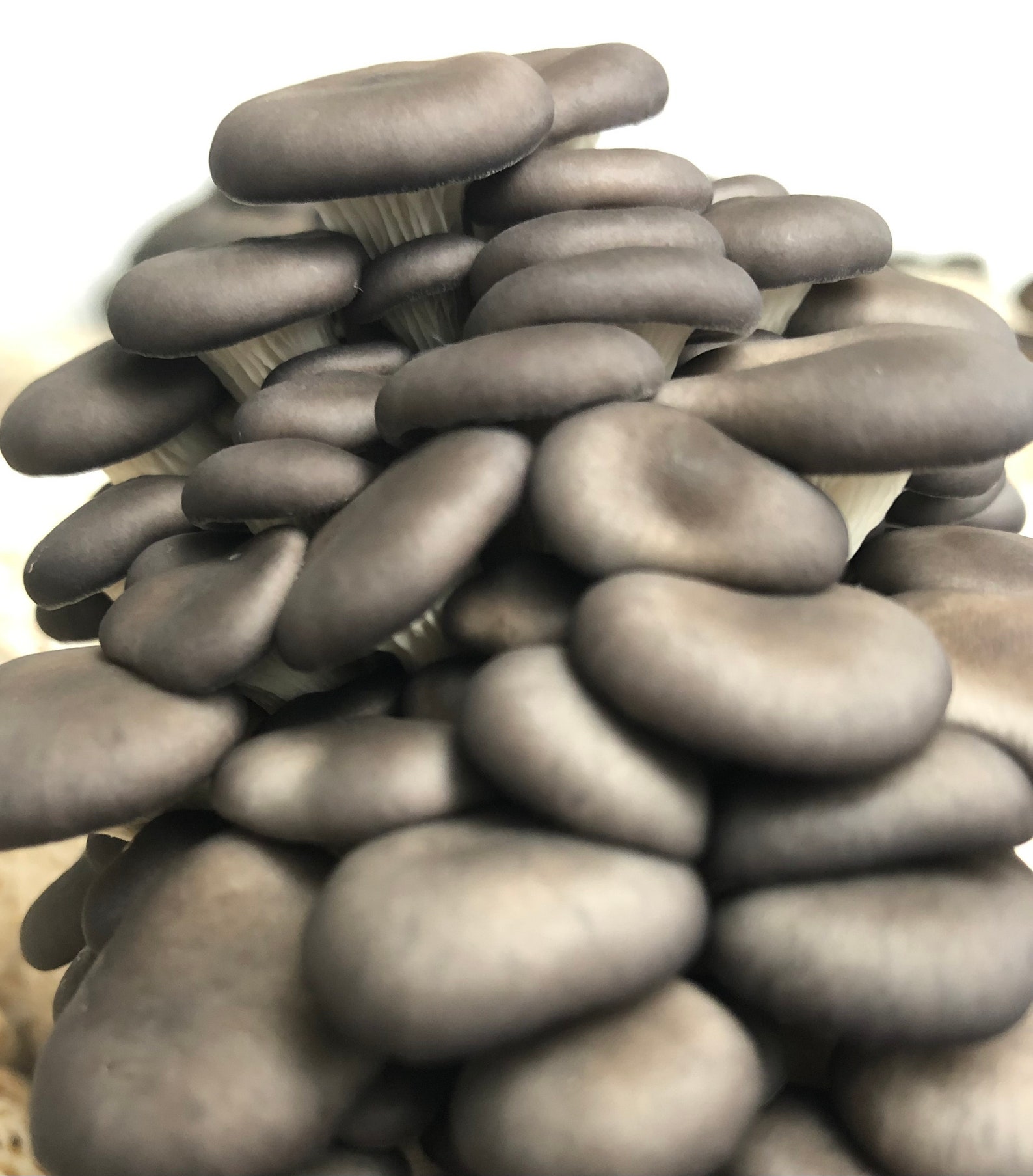Grey Oyster Plug Spawn 100x - FREE USA Shipping - Etsy