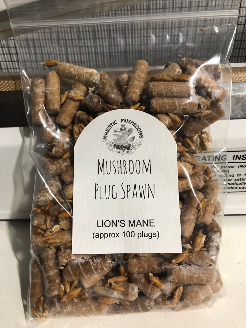 Lion's Mane Mushroom Plug Spawn 100x FREE USA Shipping - Etsy