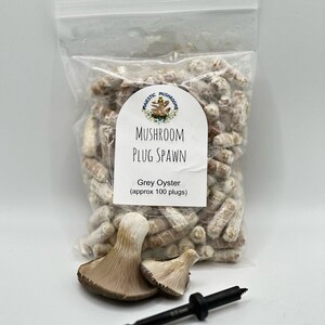 Grey Oyster Plug Spawn 100x - FREE USA Shipping - Etsy
