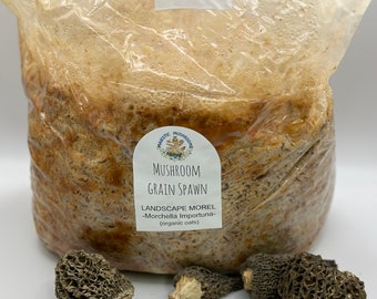 Black Morel M. Importuna Mushroom Grow Kit Mixed Media Spawn Bag Morel ...