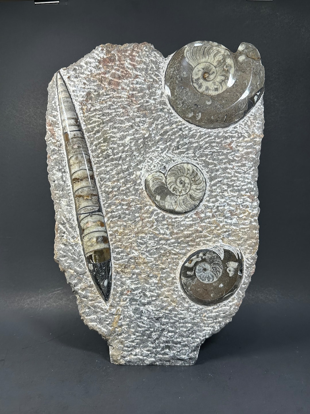 Ammonite and Orthocera Slab, Fossil Slab - Etsy