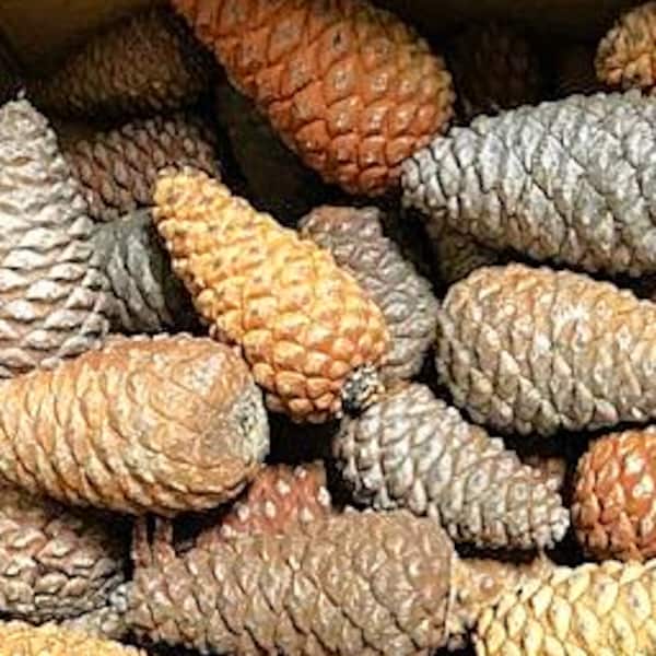 Pine Cone Knobs - Etsy