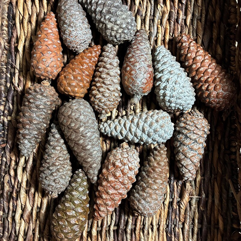 Narrow Cones - Etsy