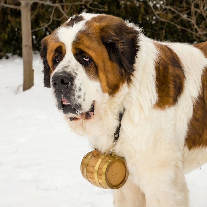Dog Shoes St Bernard - Etsy