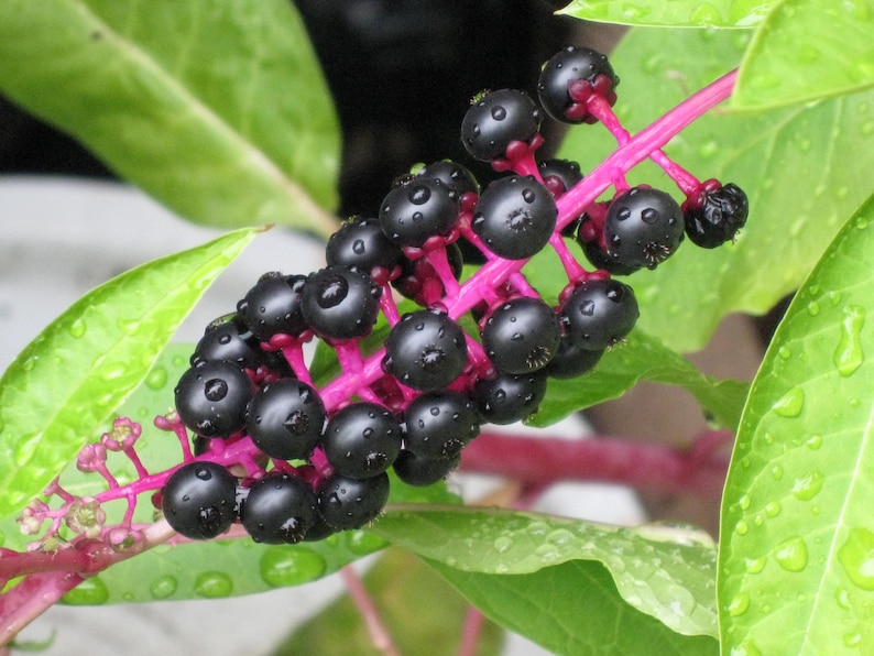 Poke Sallet Seeds. Phytolacca americana. Pokeweed. American | Etsy